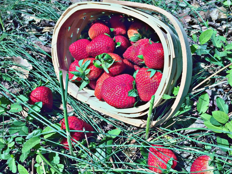 Four Best Places To Pick Strawberries In South Carolina – Due South